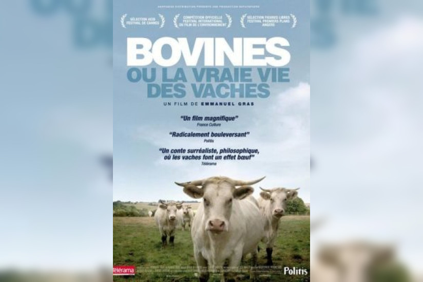 Bovines ou la vraie vie des vaches - Sortiraparis.com