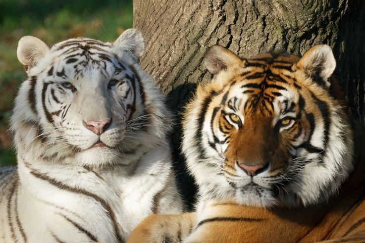 Le zoo du Bois d'Attilly (77), une visite à la découverte des animaux ...