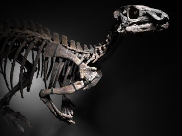 Le Temps des Dinosaures – the immersive life-sized exhibition at Paris ...