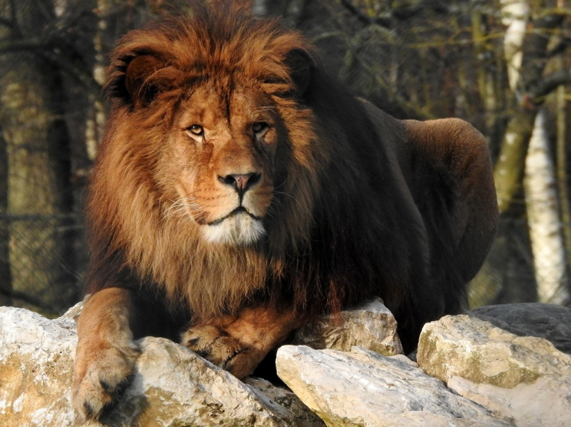 Le zoo du Bois d'Attilly (77), une visite à la découverte des animaux ...