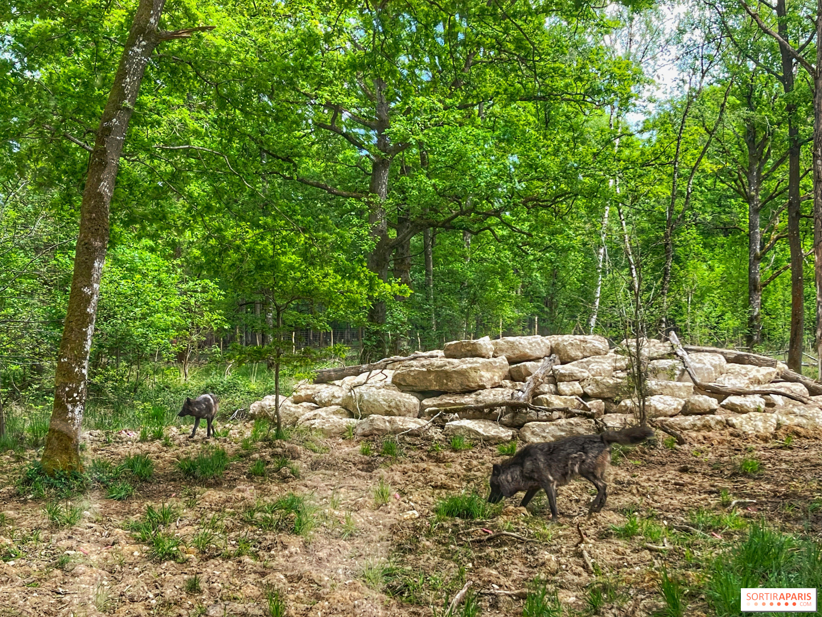 Dormez avec les loups, une nuit dans un bivouac confort au cœur de la forêt de Rambouillet (78 ...