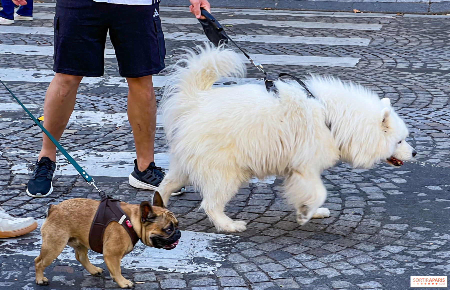 Clap de fin pour le Monceau Dog Club à Paris, à l'origine de l ...