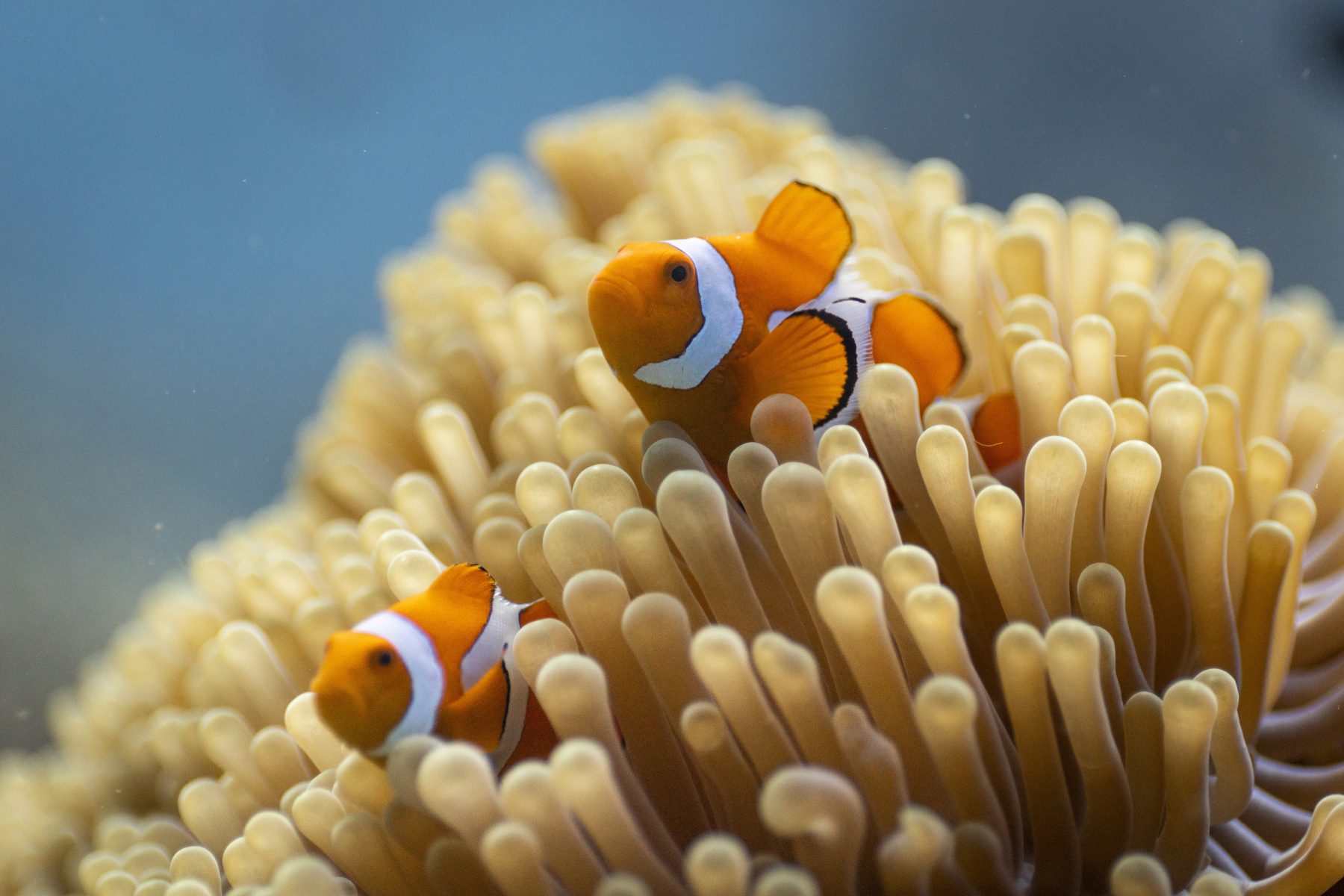 David Attenborough : documentaire sur la vie marine en péril - Sortiraparis.com