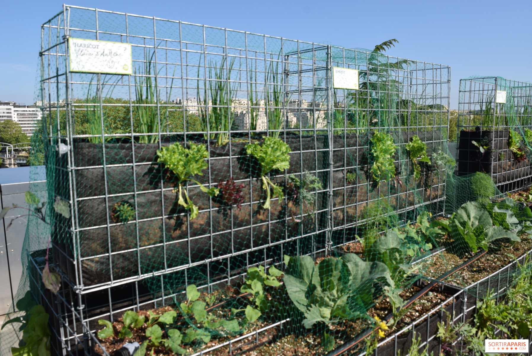Album Photos album photo : Potager urbain Peas&Love sur le toit de l ...