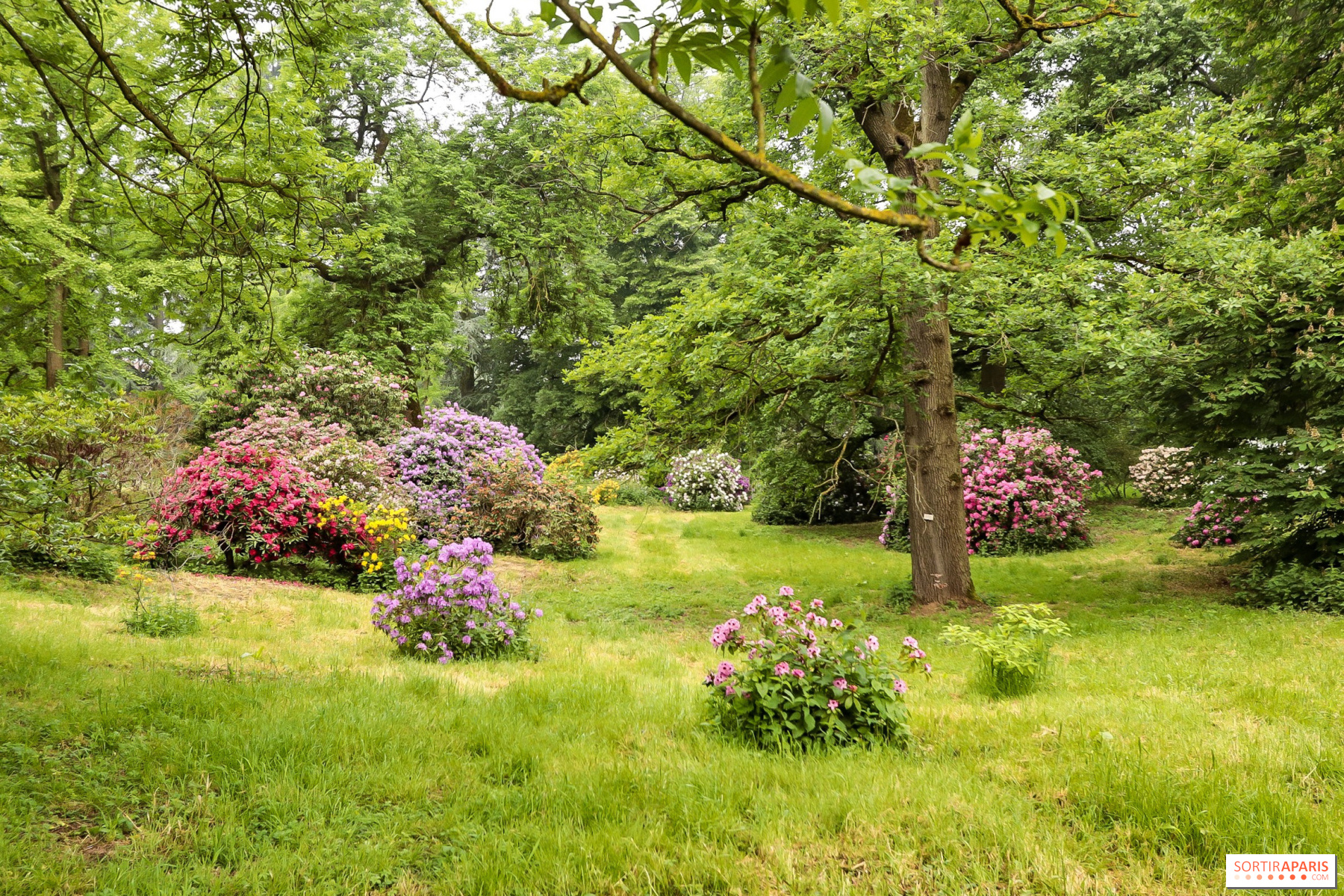 L'Arboretum de Versailles-Chevreloup, les nouveautés 2019 ...