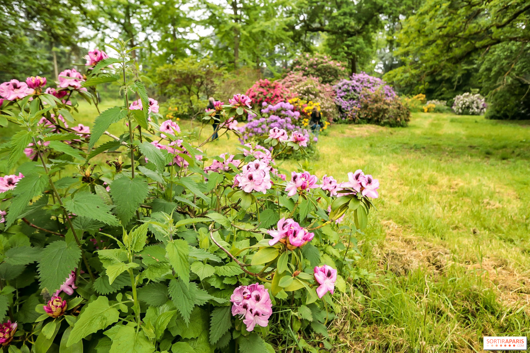 L'Arboretum de Versailles-Chevreloup, les nouveautés 2019 ...