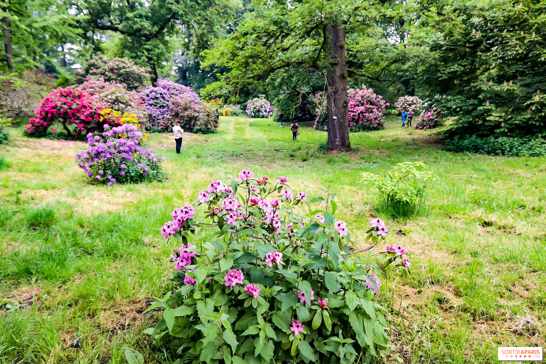 L'Arboretum de Versailles-Chevreloup, les nouveautés 2019 ...
