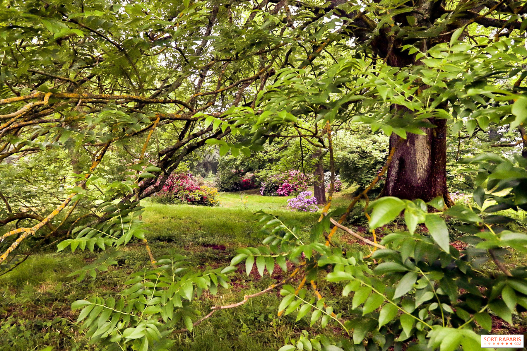 L'Arboretum de Versailles-Chevreloup, les nouveautés 2019 ...