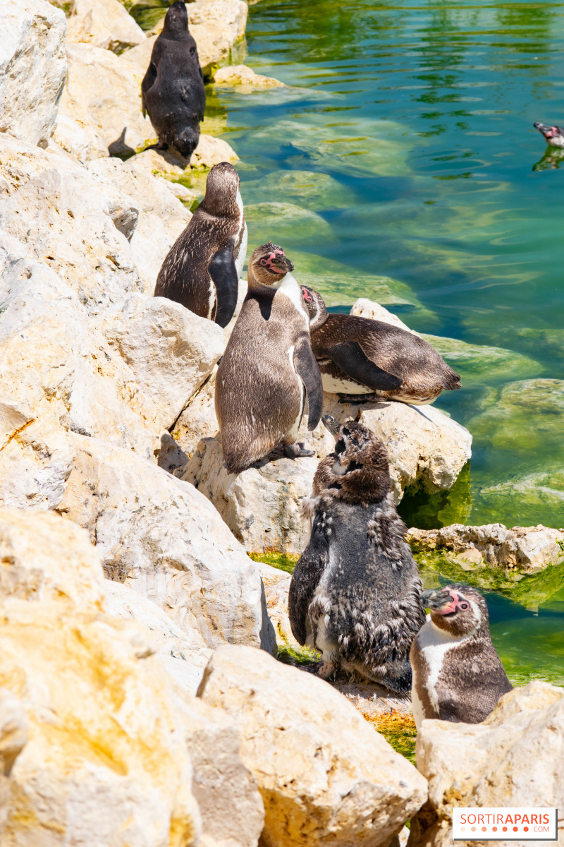Album Photos Parrot World - les premières images